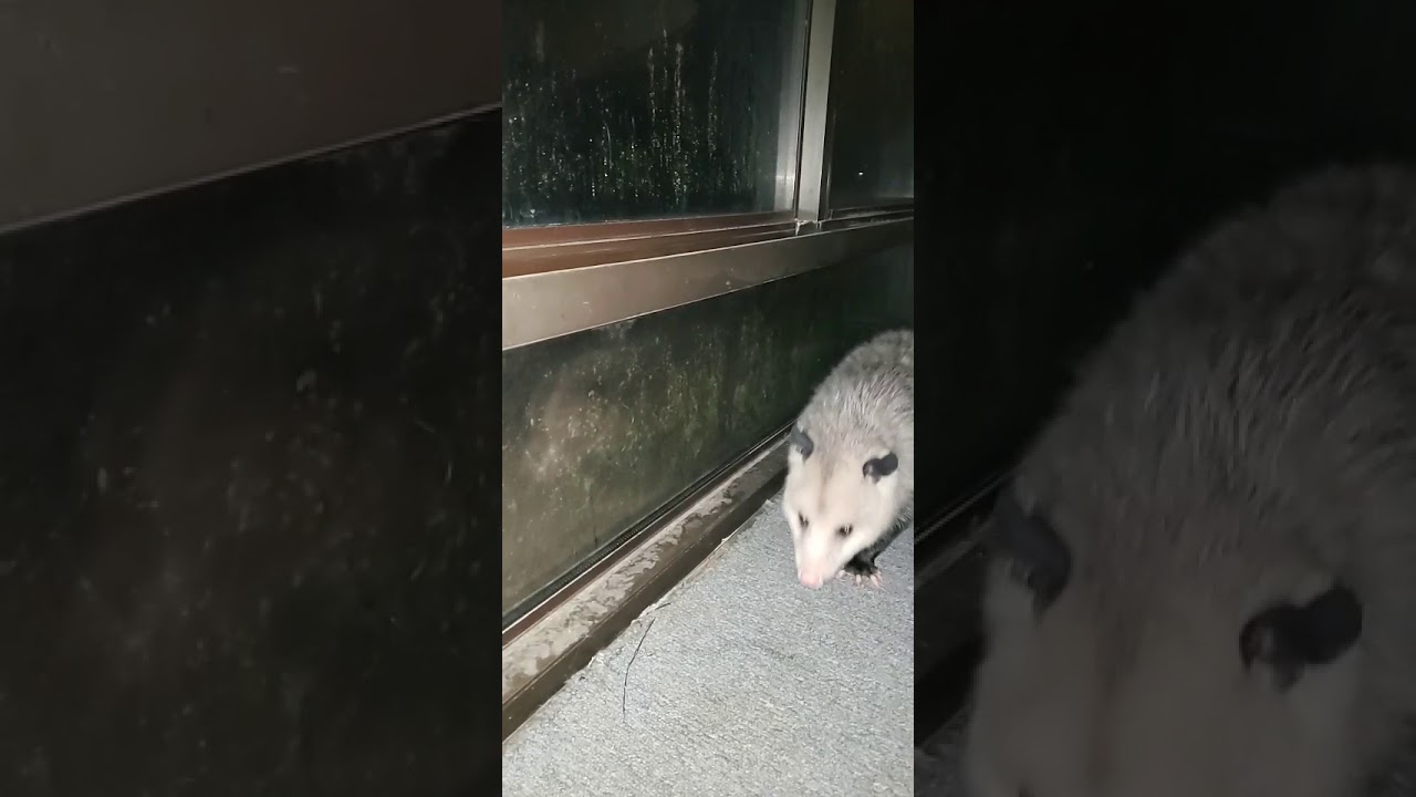 Friendly Opossum - YouTube