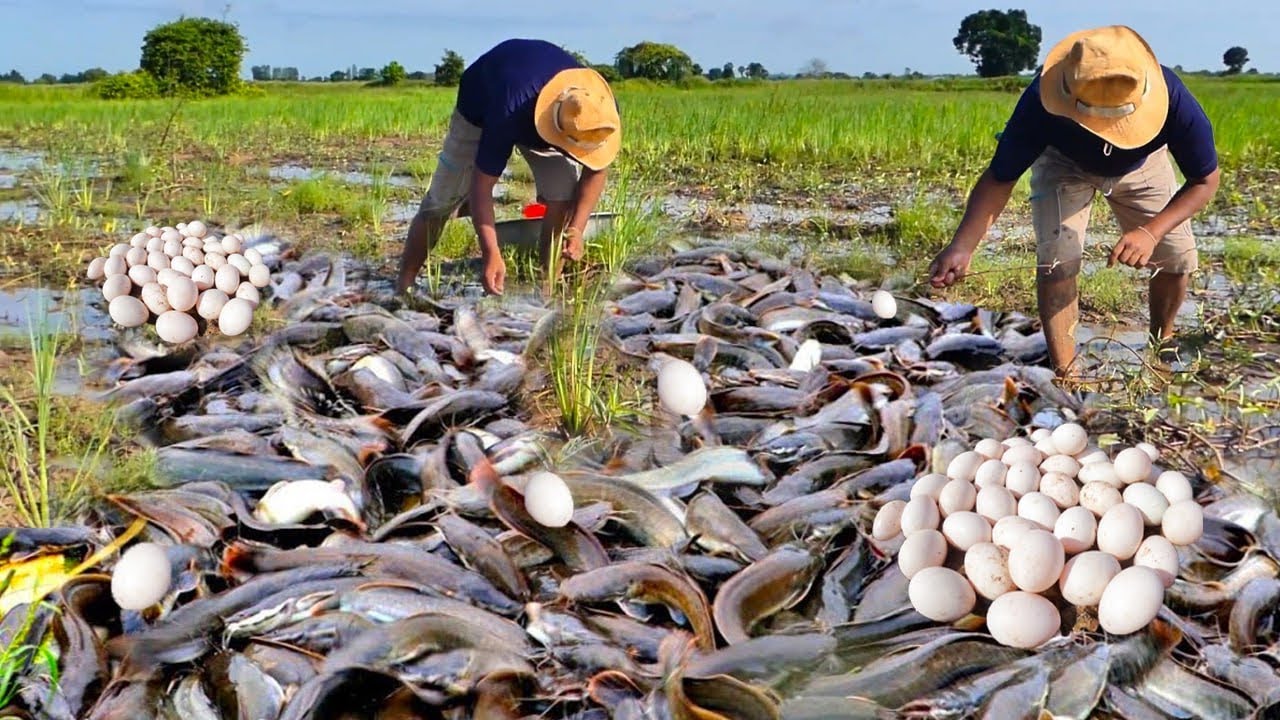 Best hand fishing a fisherman catch a lot of fish by hand skill - YouTube