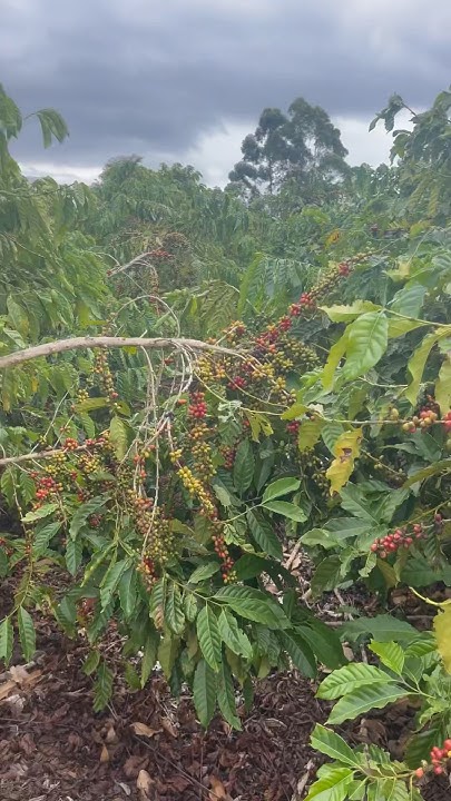 Colheita 2024 ! Café conilon LB1 ,153 , 02 - YouTube