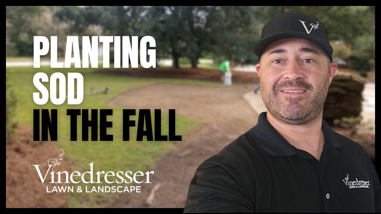Planting Sod in Fall What You Need to Know - YouTube
