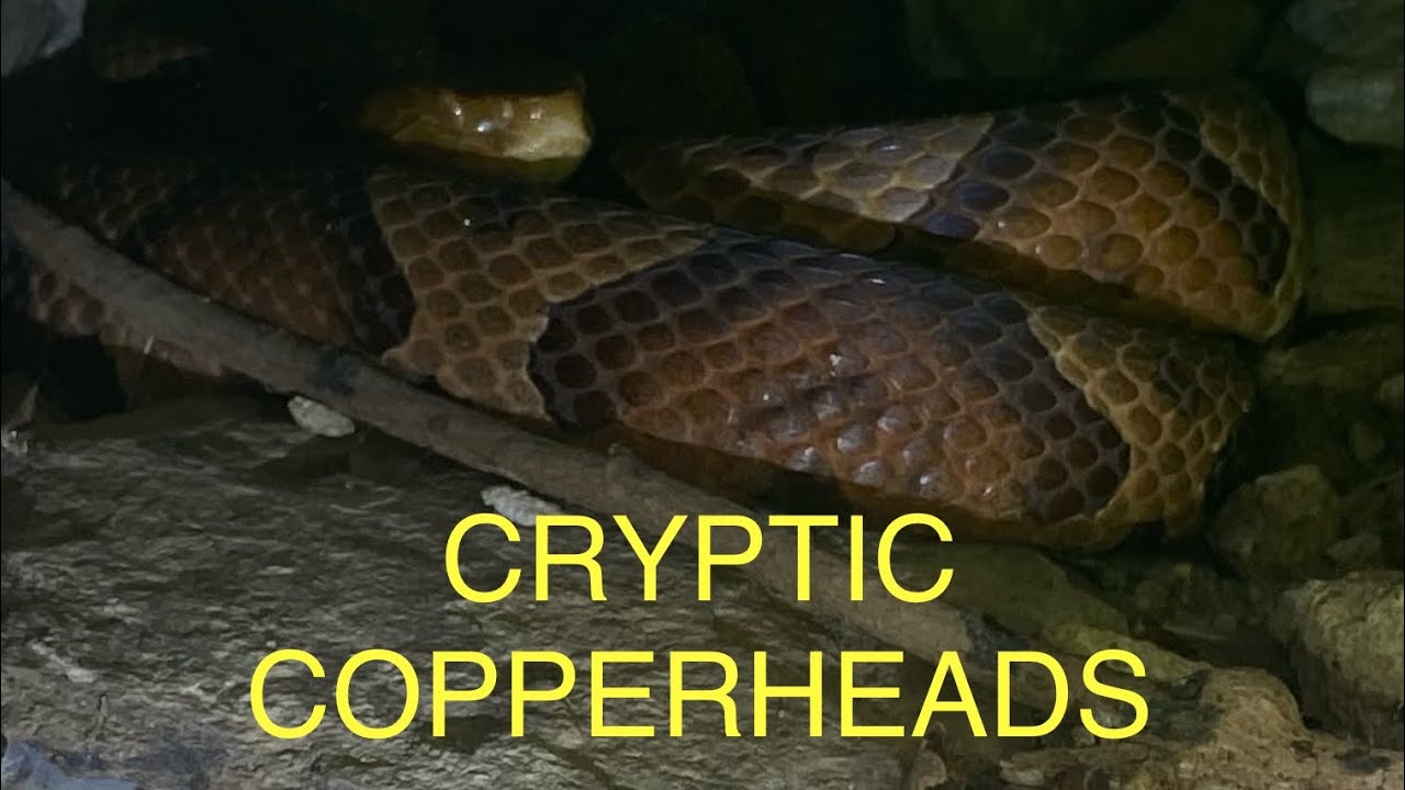 Cryptic Copperheads and more ! Herping Vlog ( 2024) Episode 33 - YouTube