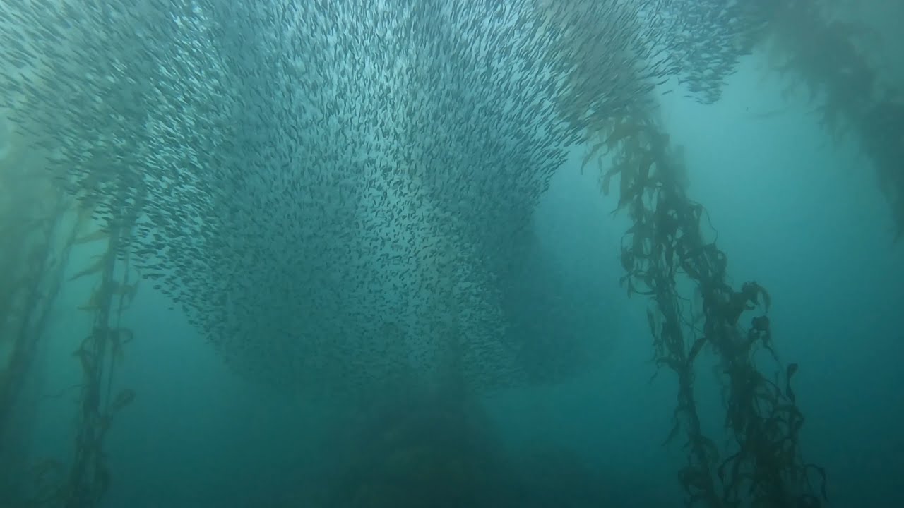 A magnificent anchovy bait ball dive at McAbee beach, Monterey ...