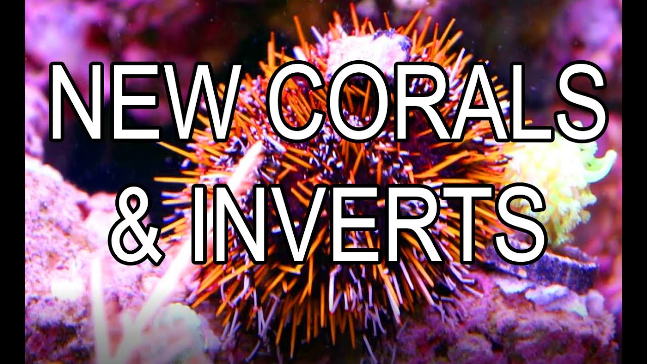New Corals & Clean Up Crew ! - YouTube