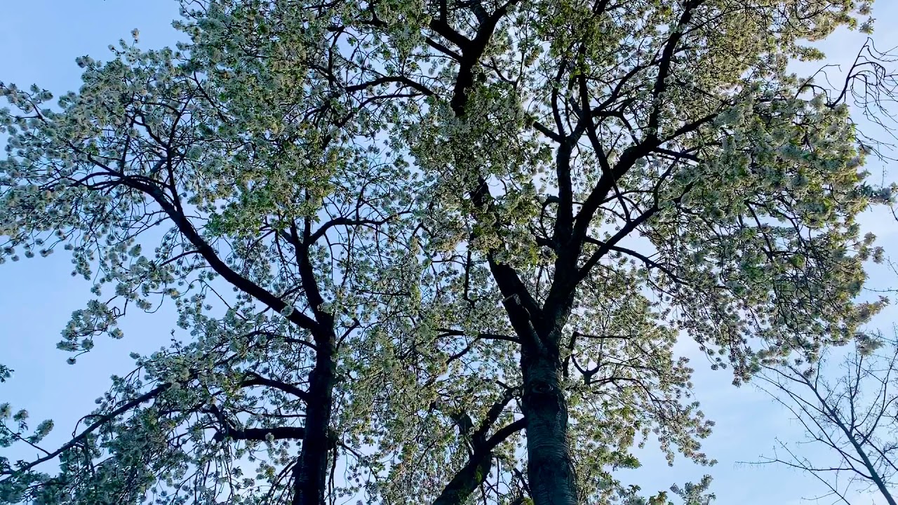 Mindfulness: Fresh and crisp spring morning 12.04.20 - YouTube