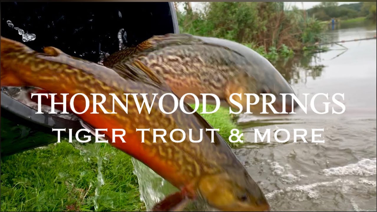 Tiger Trout Stocking | Thornwood Springs Trout Fishery - YouTube