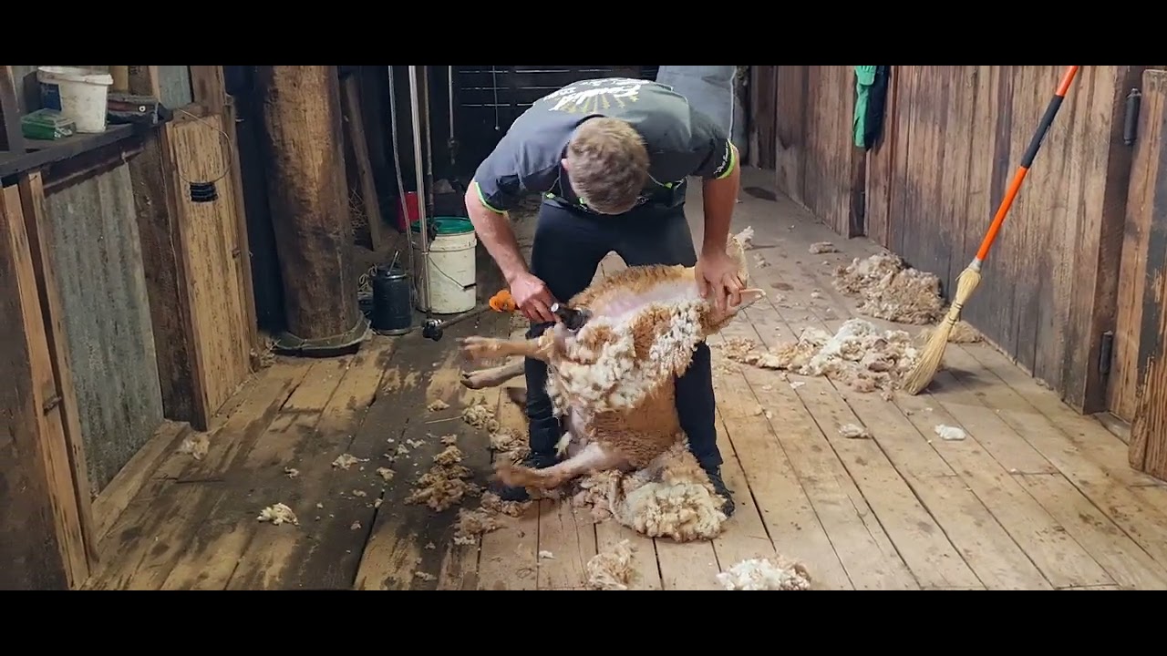 Sheep Shearing - YouTube