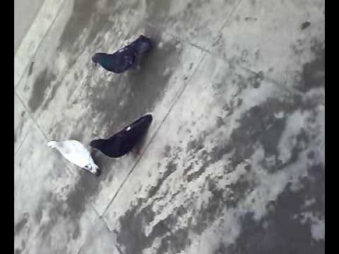 palomas apareandose - YouTube