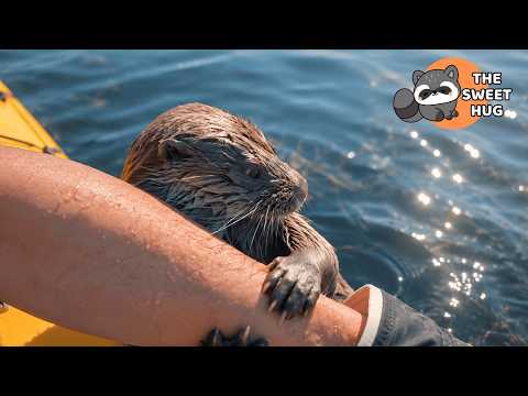 I Saved a Baby Otter… Then She Came Back to Find Me