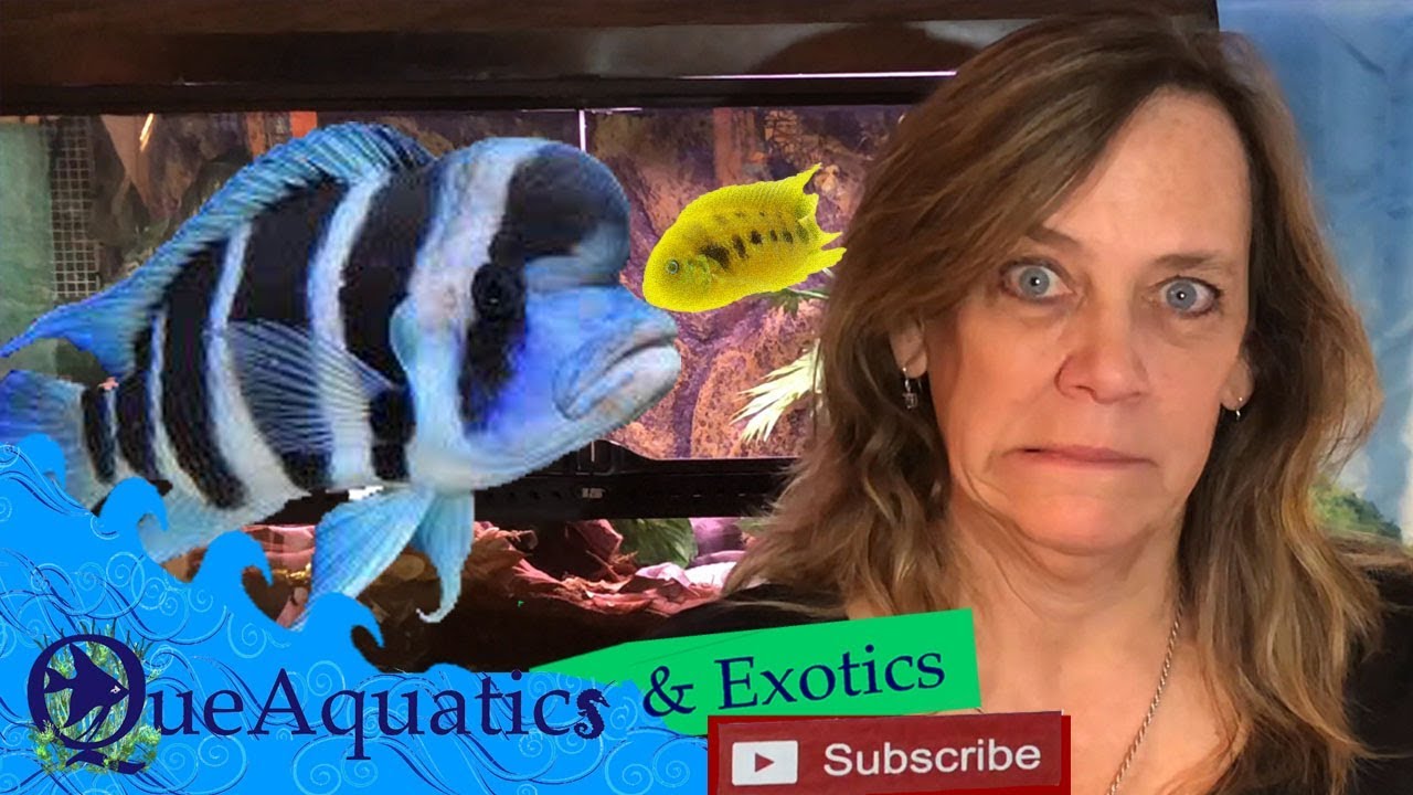 Joshua Fish's Instagram, Twitter & Facebook on IDCrawl