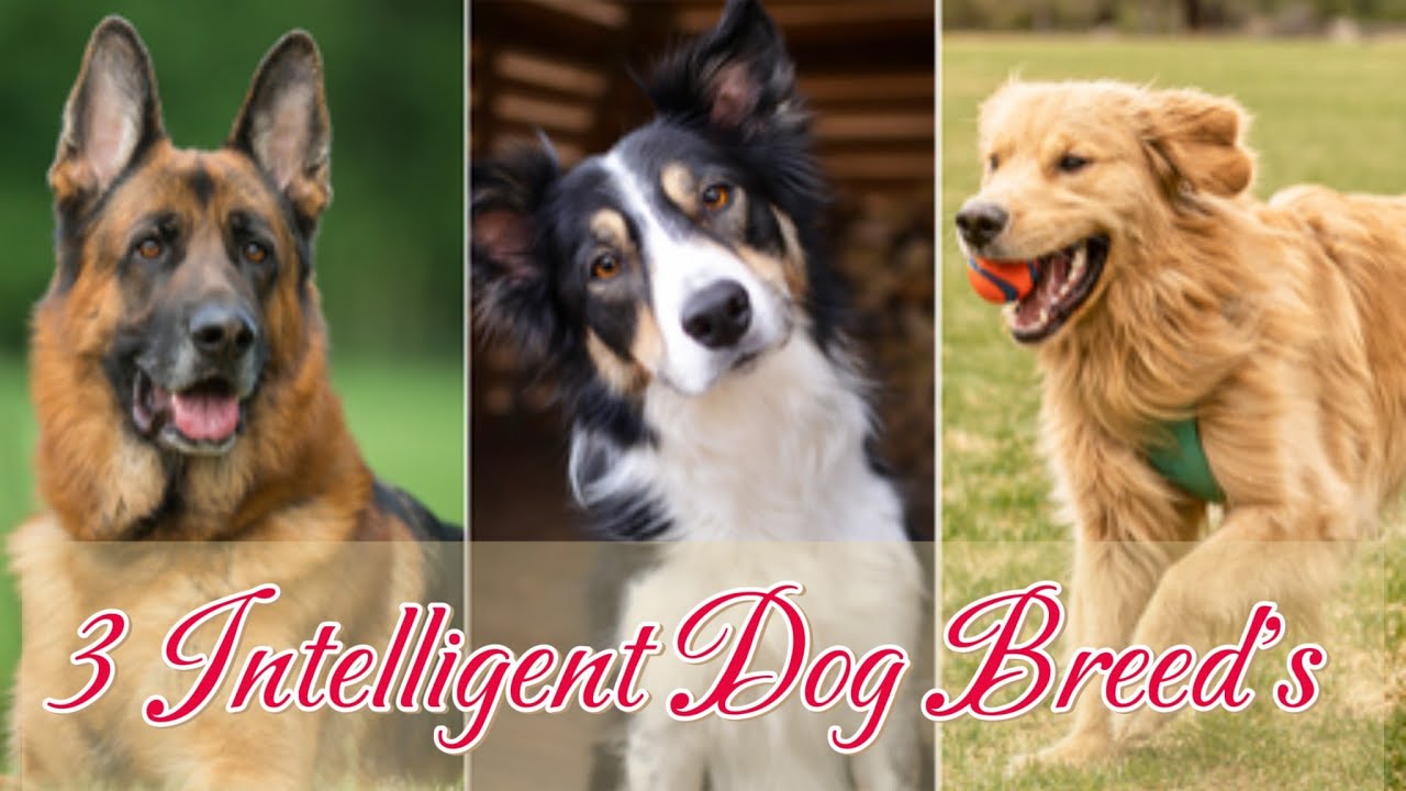 3 Most Intelligent Dog 🐕 Breeds To Have #facts #shorts - YouTube