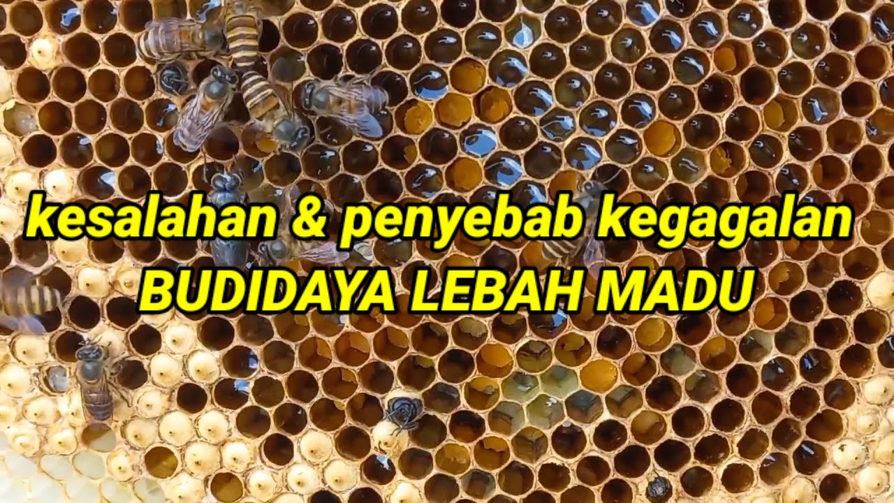 Kesalahan & penyebab kegagalan ‼️ budidaya lebah madu. APIS CERANA ...