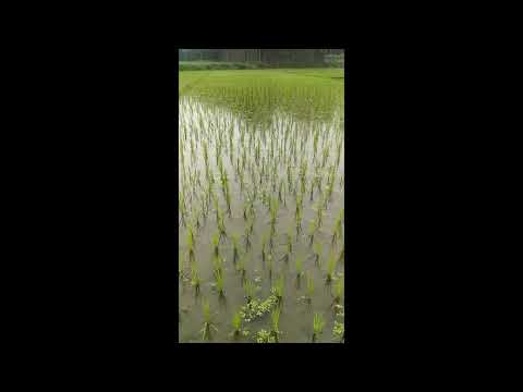 paddy fields #shorts