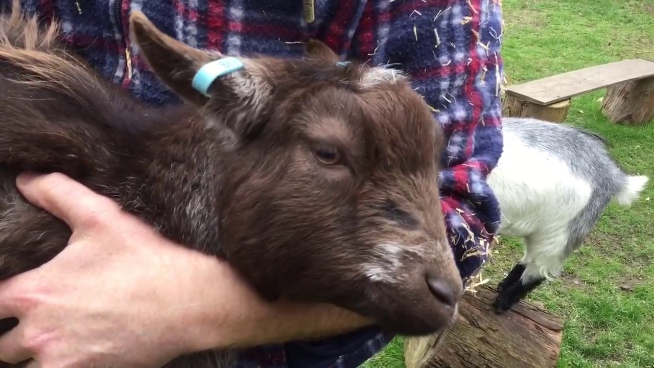 Cuddly Sleepy Goat - YouTube