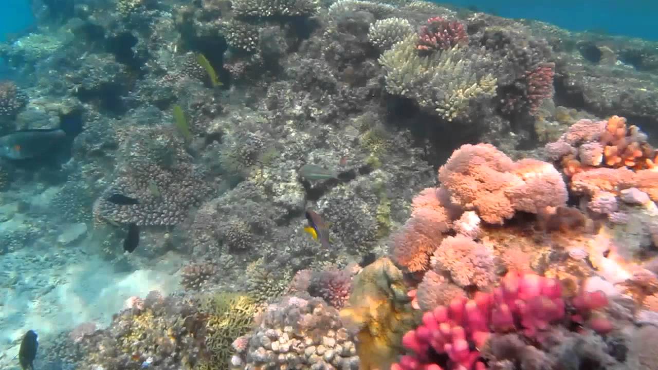 Snorkeling a Ras Gamila - YouTube