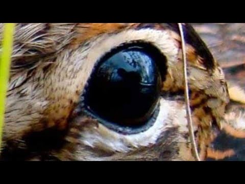 The Hunt for the Magnificent Chulluk is November 2022 new