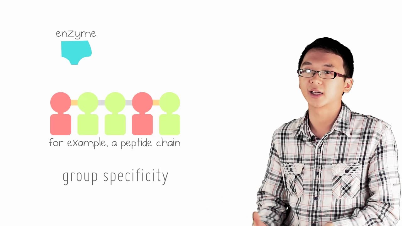 1 3 Specificity of enzymes - YouTube
