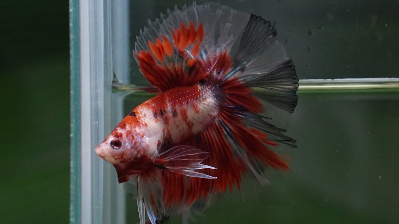 Quieres este Betta OHM nemo, Participa!!! - YouTube