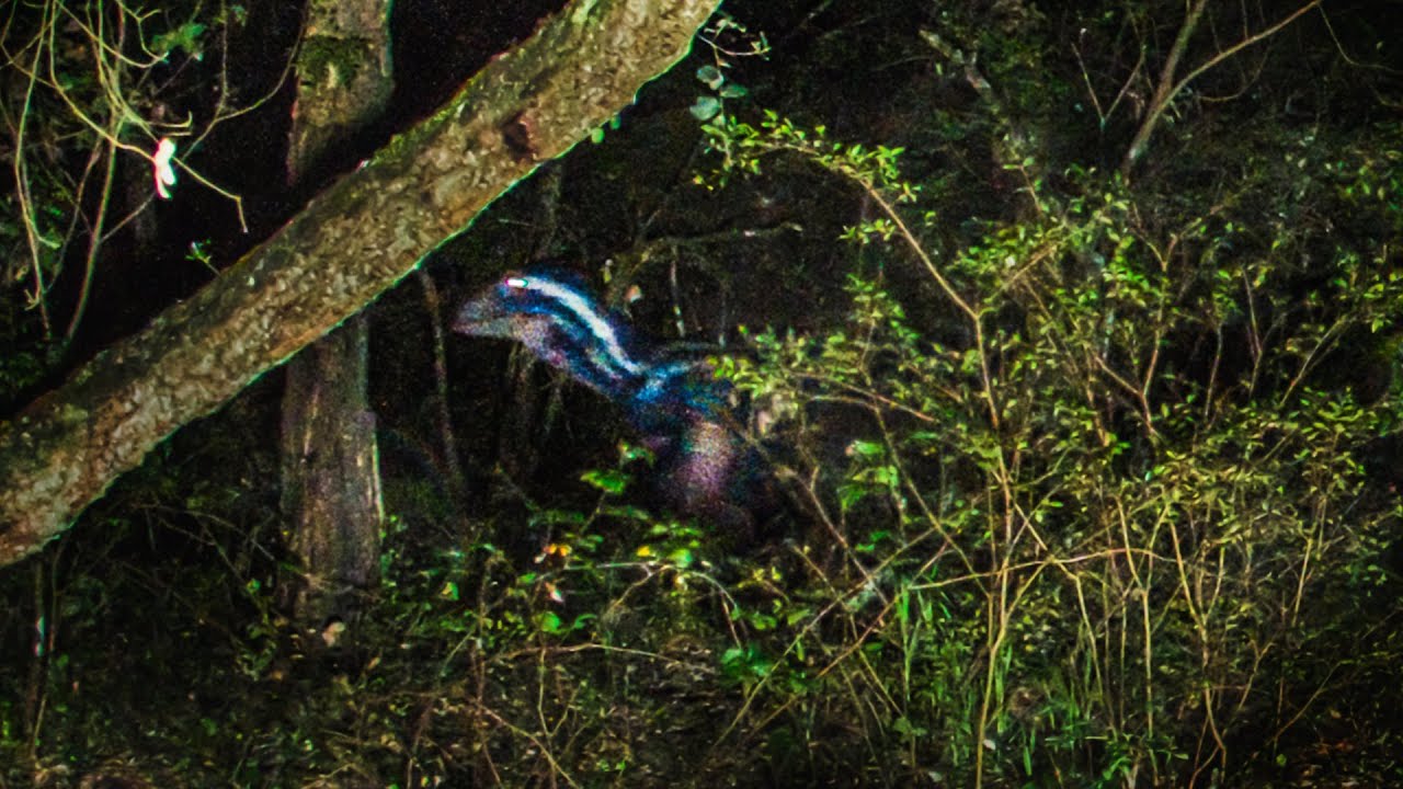 Velociraptors Caught on Trail Camera | VHS Analog Horror | Dinosaur ...