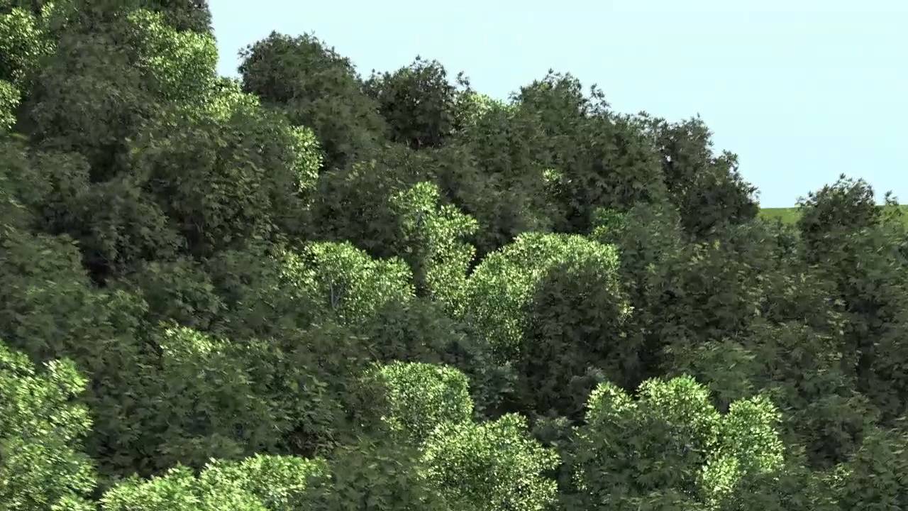 forest flyover.mov - YouTube