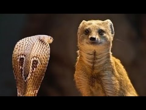 Gelincik ve Kobra Yılanının inanılmaz Saldırısı | MONGOOSE VS COBRA