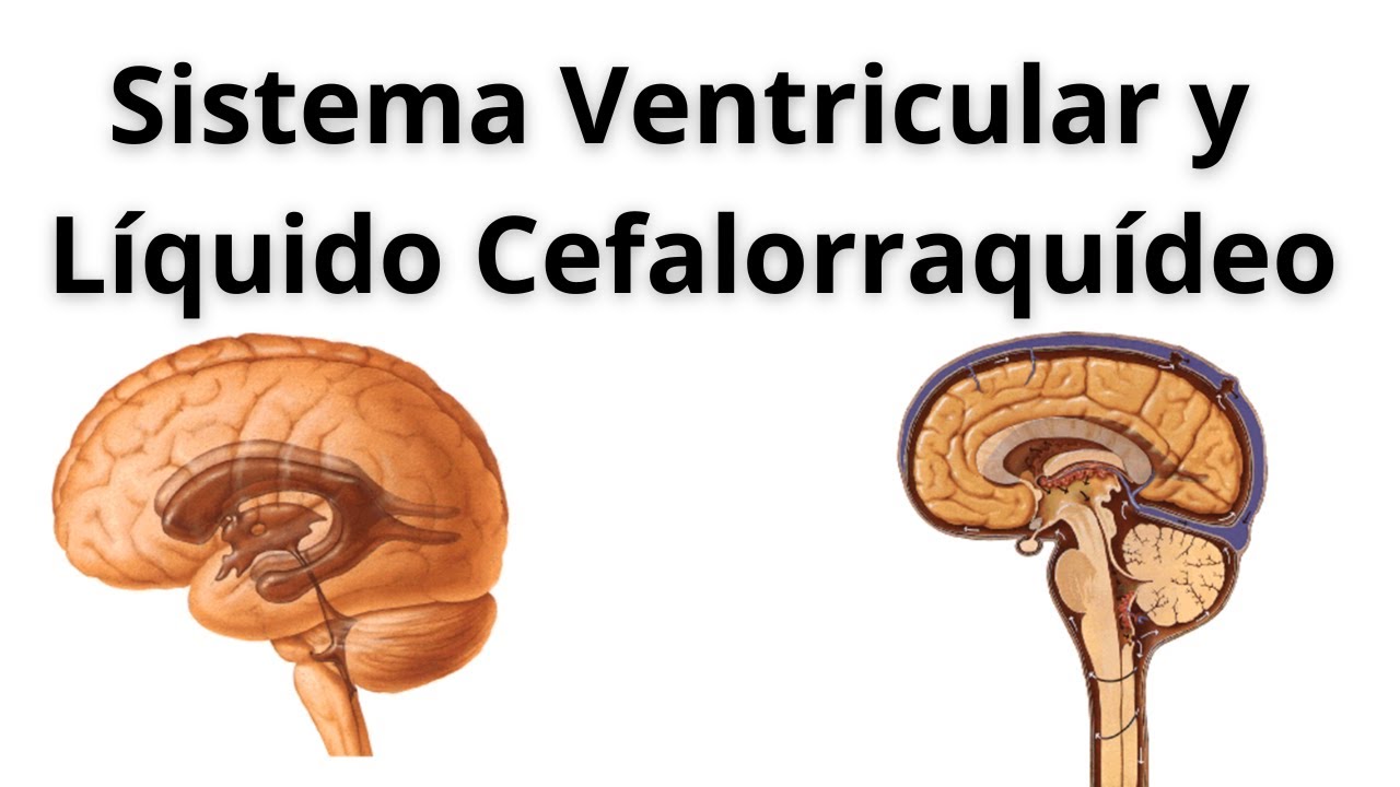 SISTEMA VENTRICULAR Y LÍQUIDO CEFALORRAQUÍDEO - YouTube
