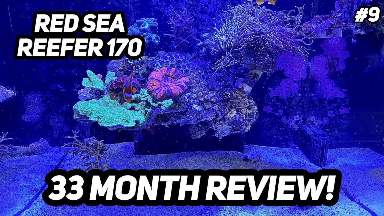 Red Sea Reefer 170 Floating Aquascape: Time to make some changes - YouTube