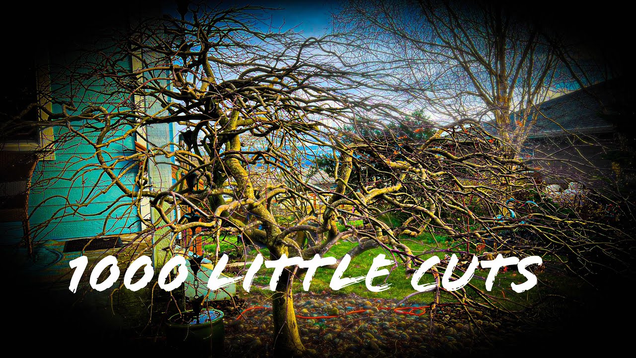 The process of pruning a mature Japanese laceleaf maple (Acer palmatum ...