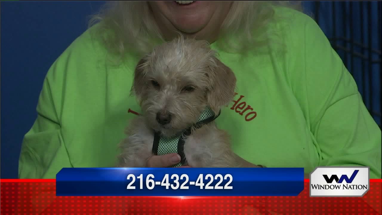 GODDARD DOG SEGMENT MONDAY, AUGUST 28 - YouTube