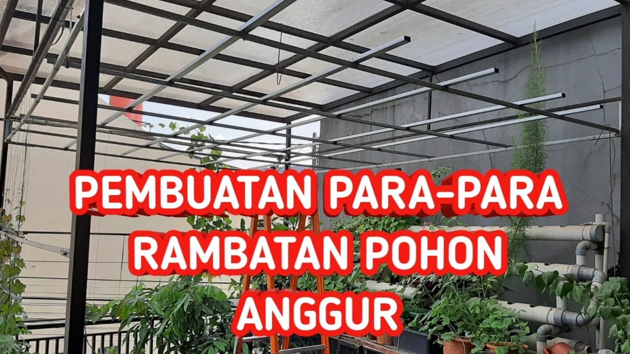 PEMBUATAN PARA-PARA RAMBATAN POHON ANGGUR - YouTube