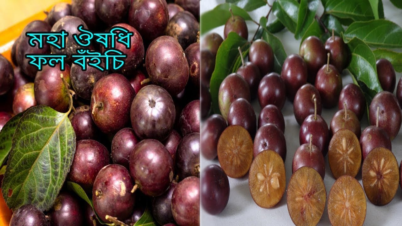জানেন কি এই বঁইচি ফল খেলে কি হতে পারে আপনার জীবনে। Health Benefits of ...
