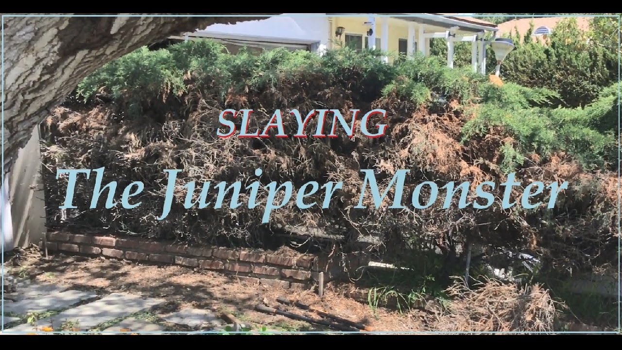 Slaying The Juniper Monster! - YouTube