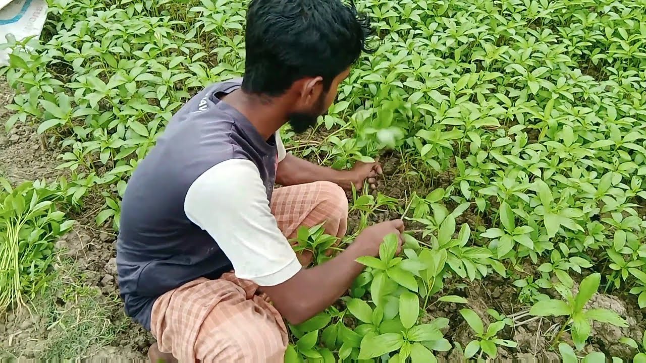 আজকে জুম্মন এর পাট খেতে ঘুরতে গেলাম || Today I went to eat Jumman's ...