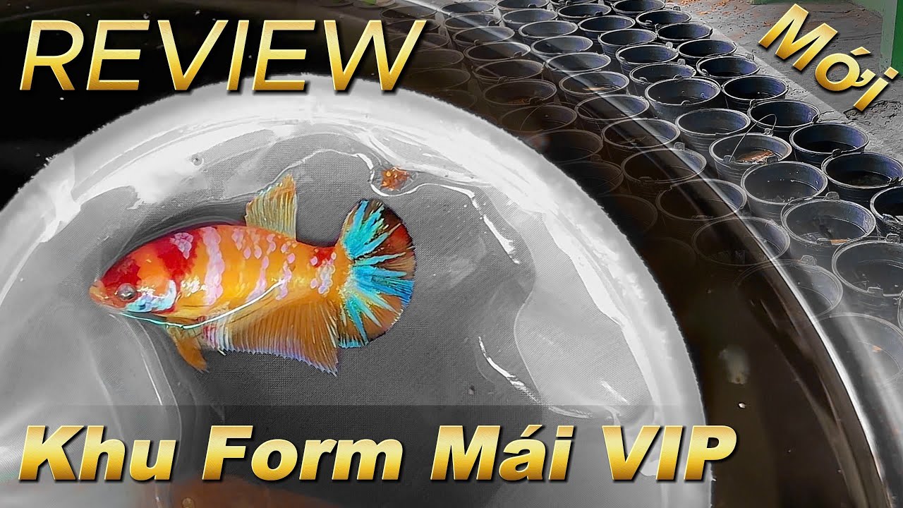 KHÁM PHÁ Khu Chuyên Form Cá Mái, GIÀU ĐOÀN BETTA Mới Làm Dành Riêng Cho ...