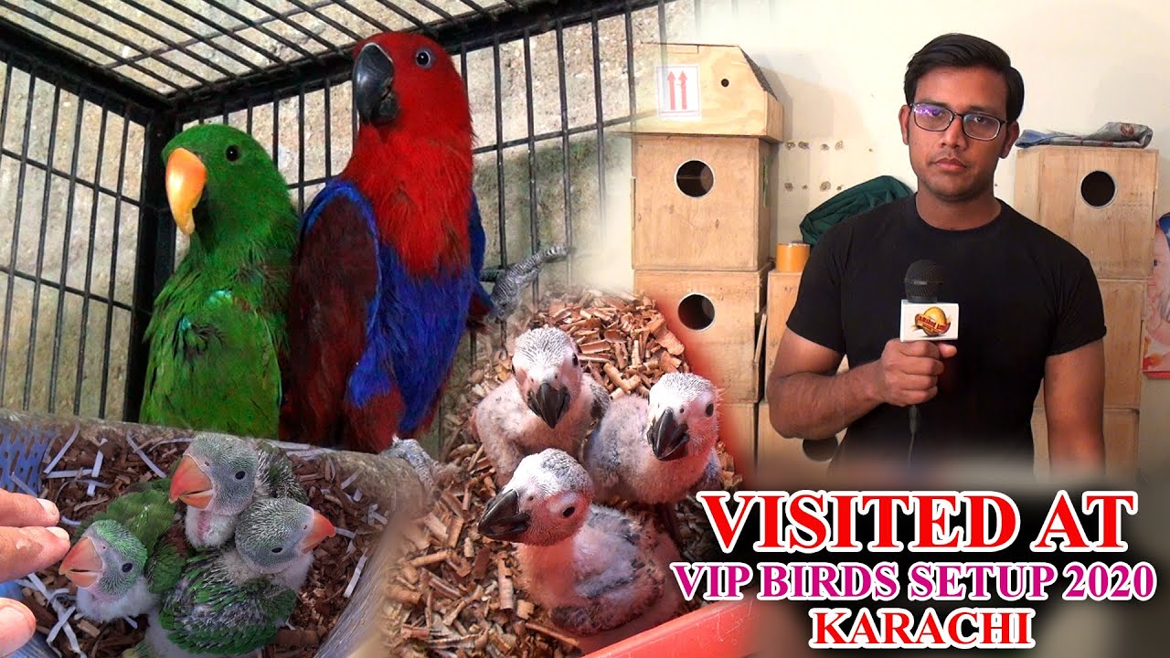 Gray Eclectus Suncanure Raw Parrots and chicks at VIP Birds Setup Video ...