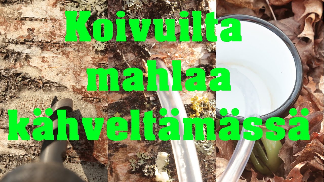 Koivuilta mahlaa kähveltämässä - varusteina pora, letku ja muki - YouTube