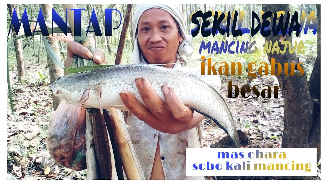 NAJUR IKAN GABUS BESAR !! NAJUR DAPAT IKAN GABUS BIKIN DEG'DEGAN MANTAP ...