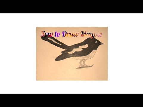 How to Draw Magpie Bird Easy | pencil Sketches | দোয়েল পাখি অংকন - YouTube
