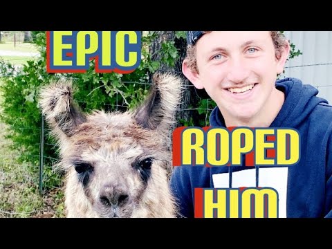 ROPING A LLAMA!! - YouTube