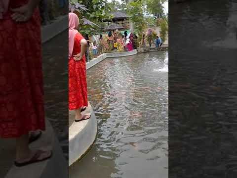 Taman rekreasi Koi Silangit Koi Bersama Choiruddin Din dan Elpi Hairani   di Hutasiantar Panyabungan