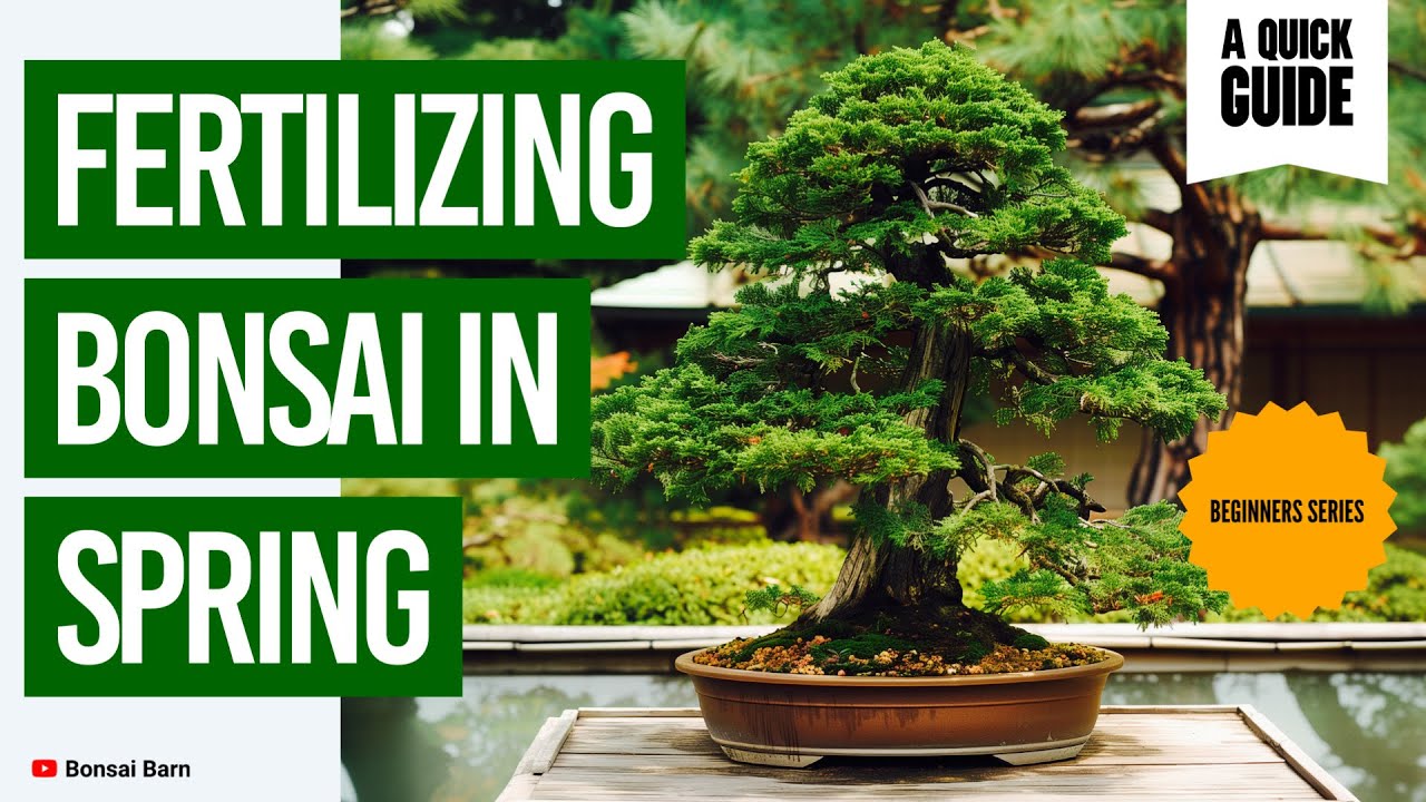 “Fertilizing Bonsai in Spring: What, When, and How Much?” - YouTube
