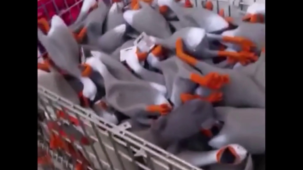 klik Funny Duck Army Vine - YouTube