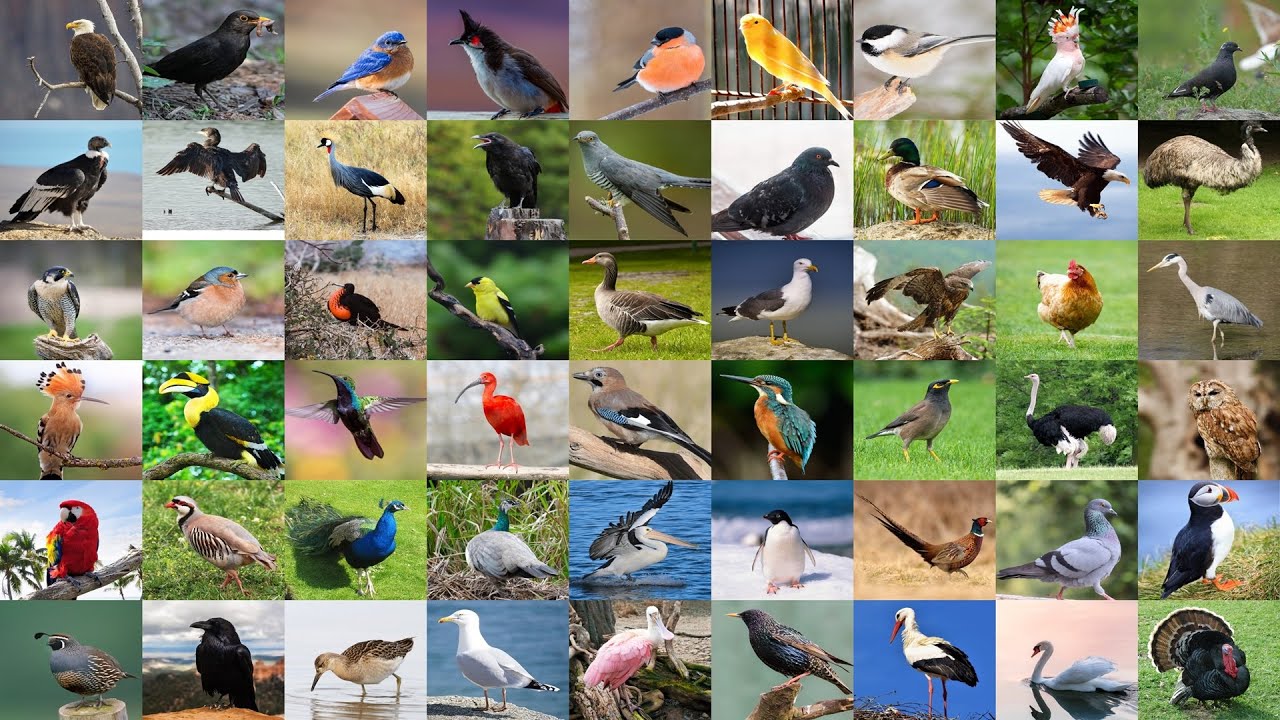 Birds Vocabulary - YouTube
