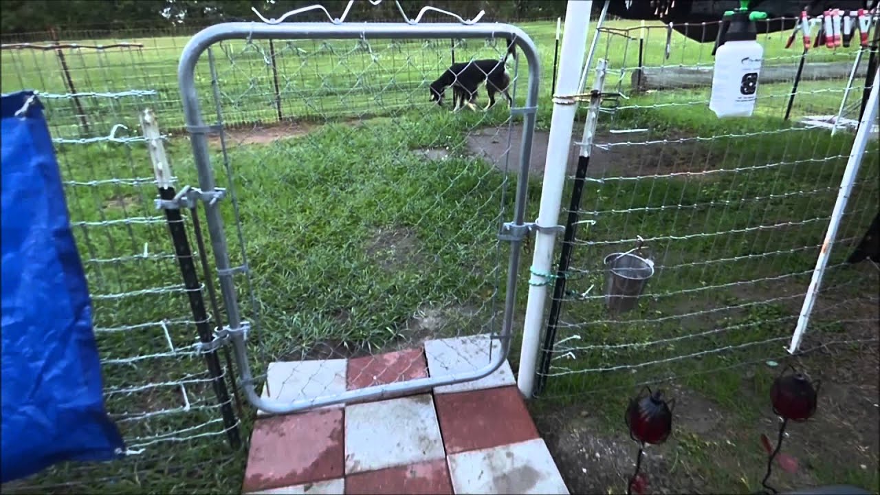 Fulltime RVing Release the Hounds - YouTube