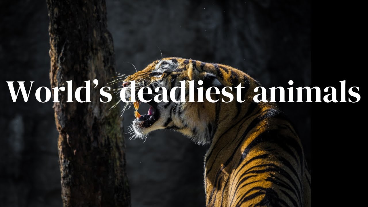 World’s Deadliest Animals - YouTube