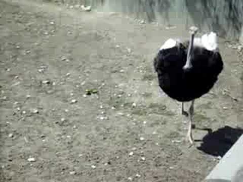 Scared Zebra - YouTube