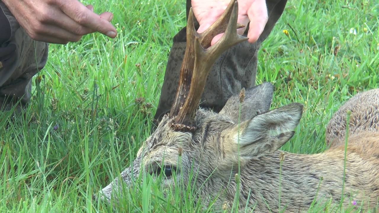 Beste Brunft/Blattzeit und 2 Rehböcke erlegt! Heat of the roe buck ...