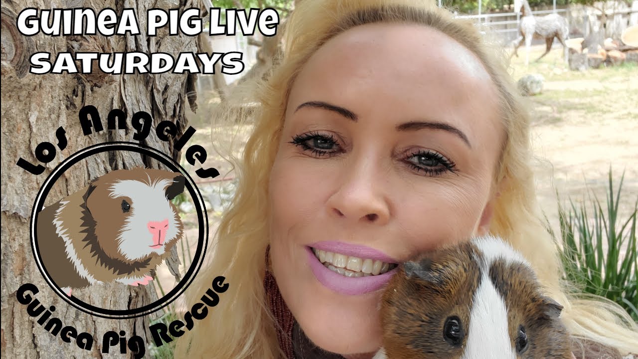 Whooohoooo Guinea Pigs!!!!!!!!!!! - YouTube