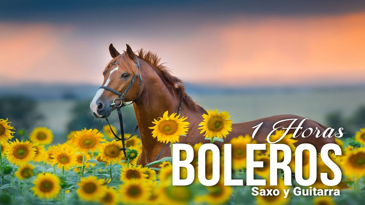 1 Hours Boleros Beautiful and Pleasant To Listen - Musical Instruments ...