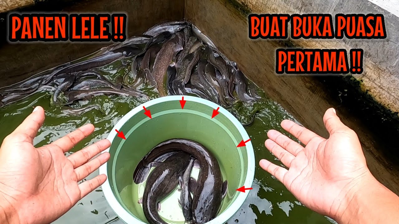 WAKTUNYA PANEN‼️BUAT BUKA PUASA PERTAMA penen lele hasil pemanfaatan ...