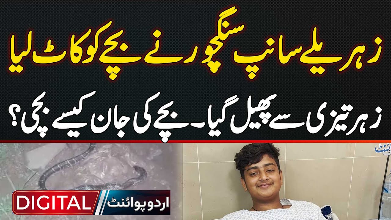 Venomous Snake Sangchoor Bit the Child - the Poison Spread Quickly. How ...